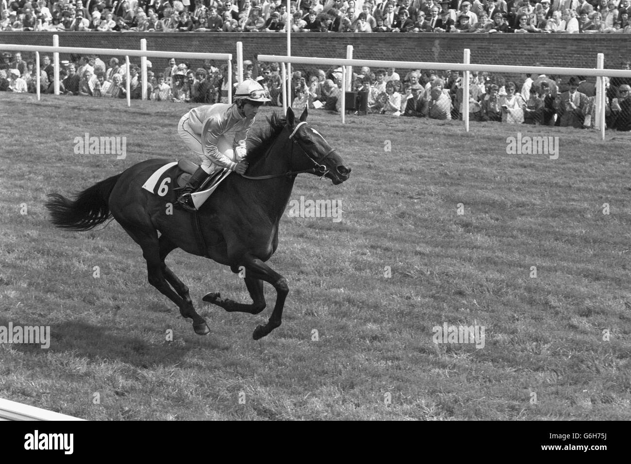 American Bred Racehorse Triptych High Resolution Stock Photography and Images - Alamy