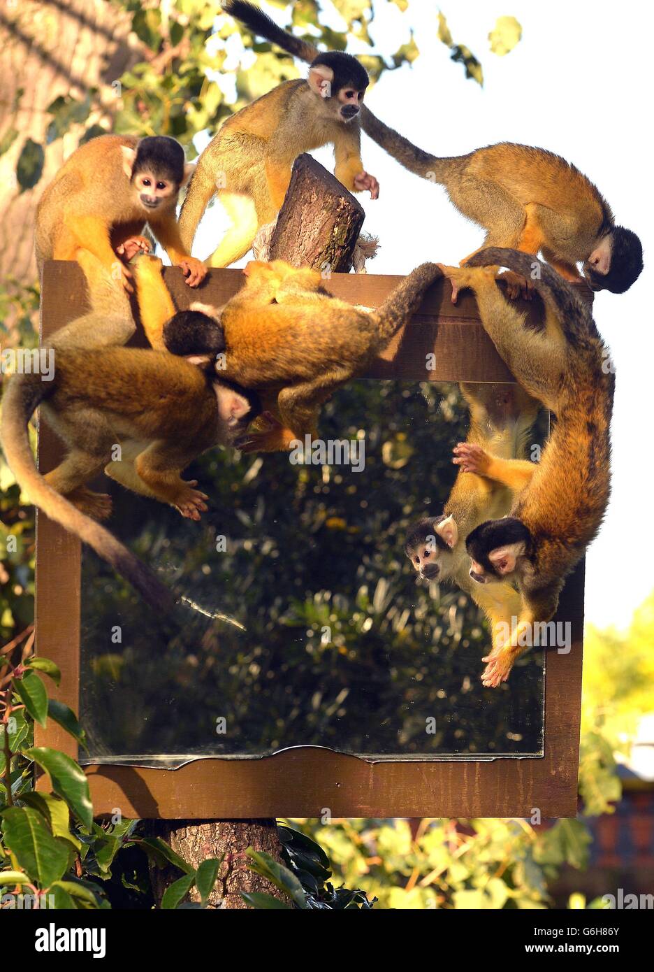 Monkey house zoo hi-res stock photography and images - Alamy