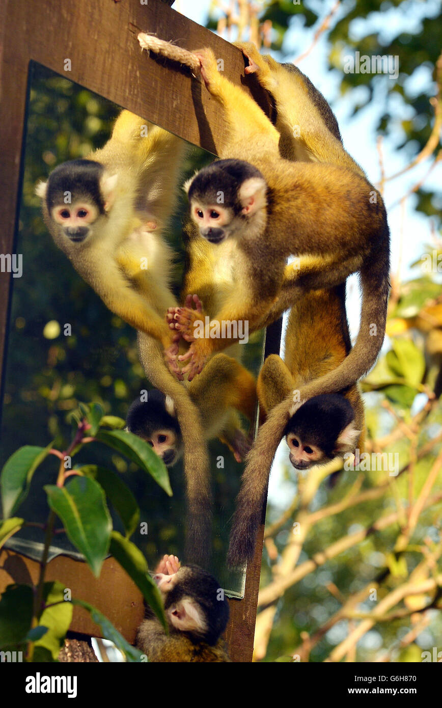 Monkey house zoo hi-res stock photography and images - Alamy