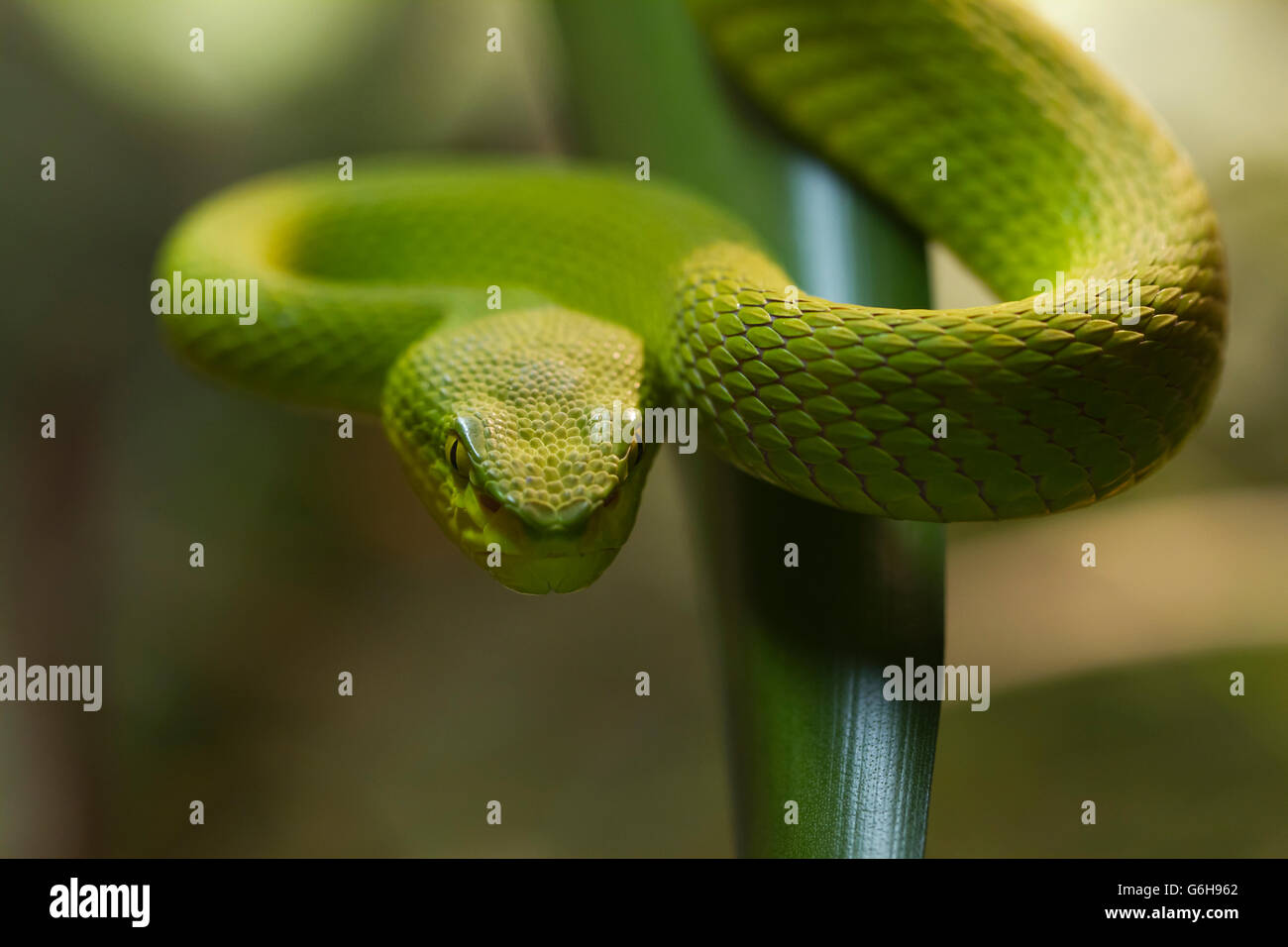 Python snake attack hi-res stock photography and images - Alamy