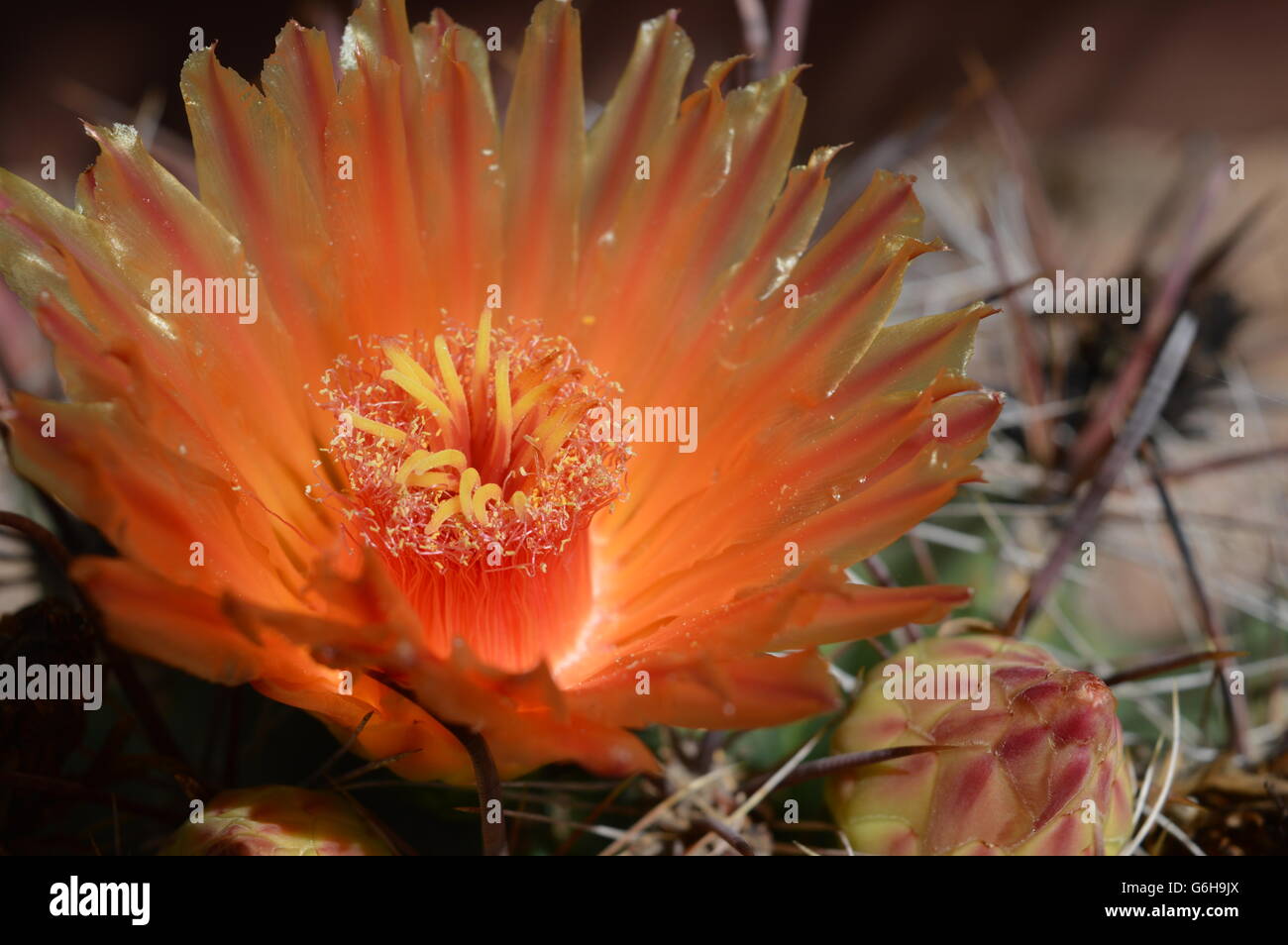 Fish hook cactus hi-res stock photography and images - Alamy