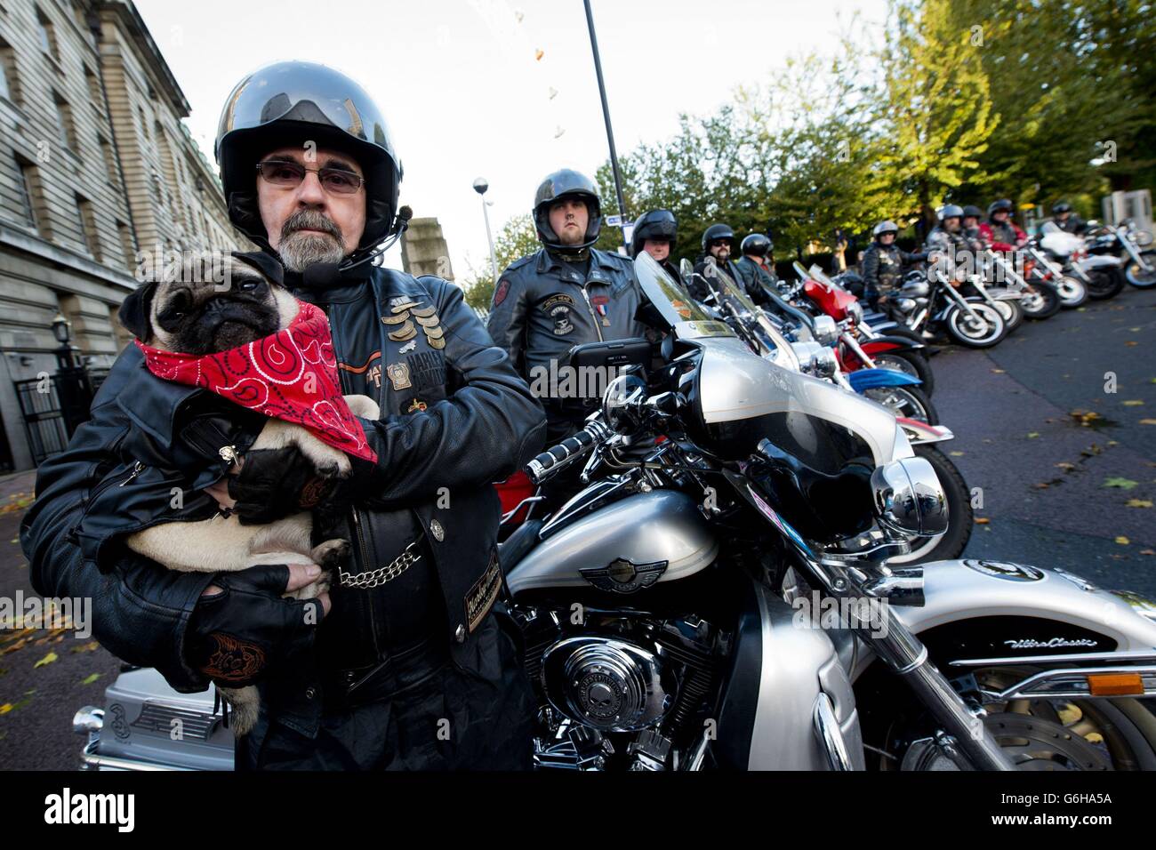Mabel, the pug from Three's recent advertising campaign with biker ...