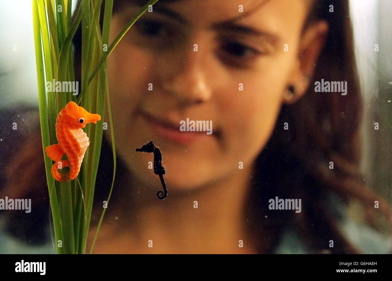 Aquarist Cat Dixon watches Sid, a new born Seahorse, with a model ...