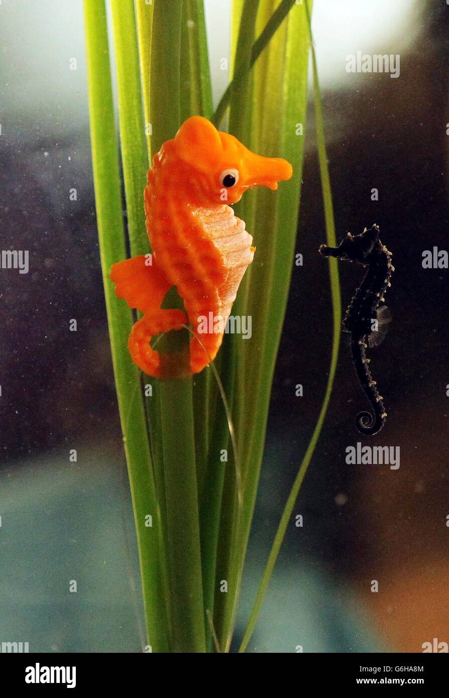 Seahorse at Sea life London Aquarium Stock Photo - Alamy