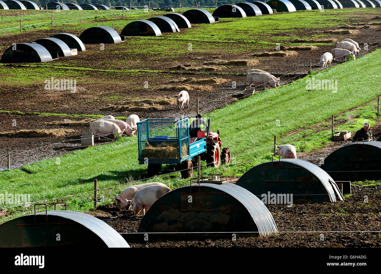 General view pig farm hi-res stock photography and images - Alamy