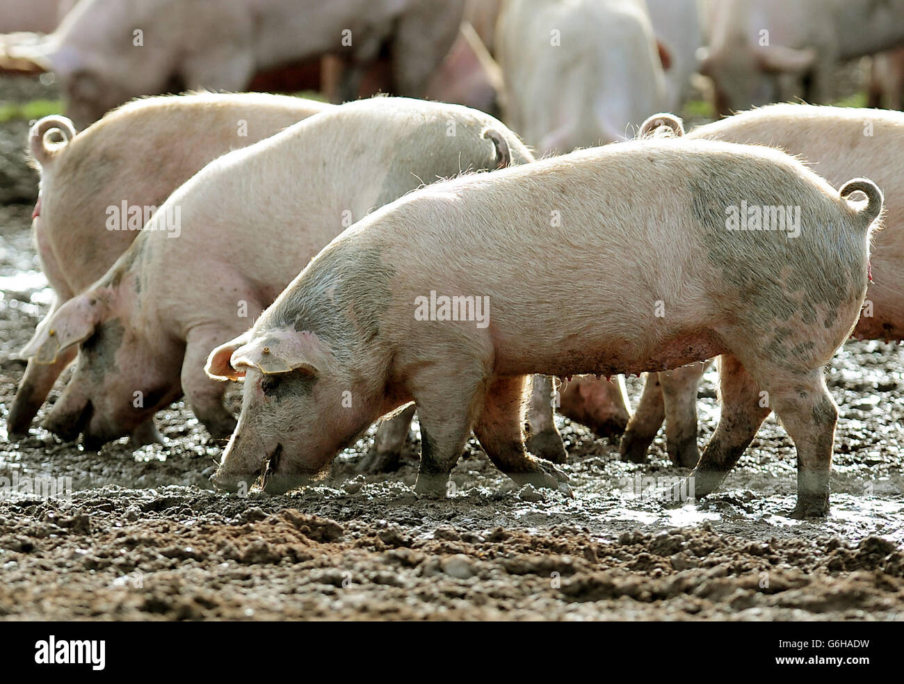 News farm pigs hi-res stock photography and images - Alamy