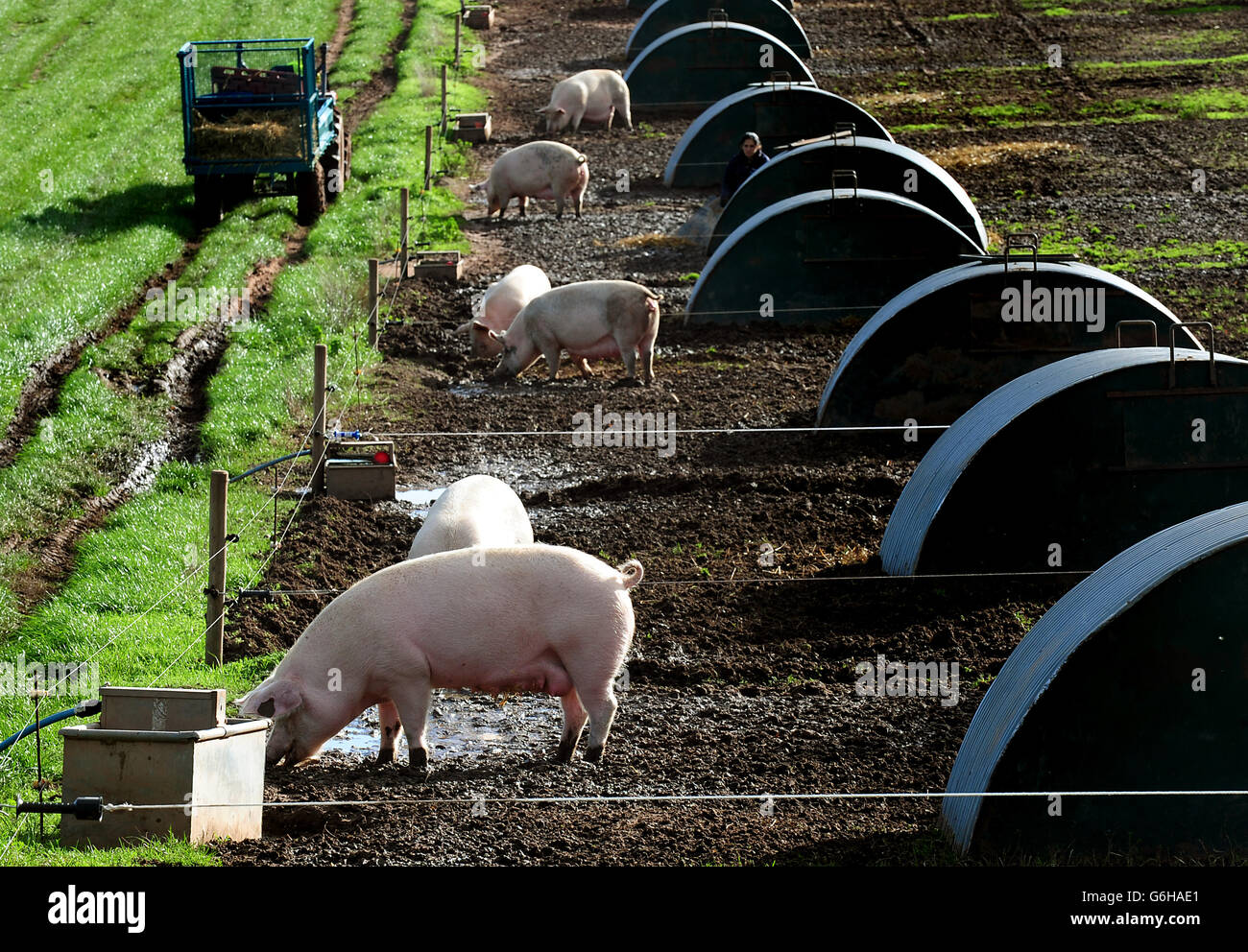 Pig farm stock Stock Photo - Alamy