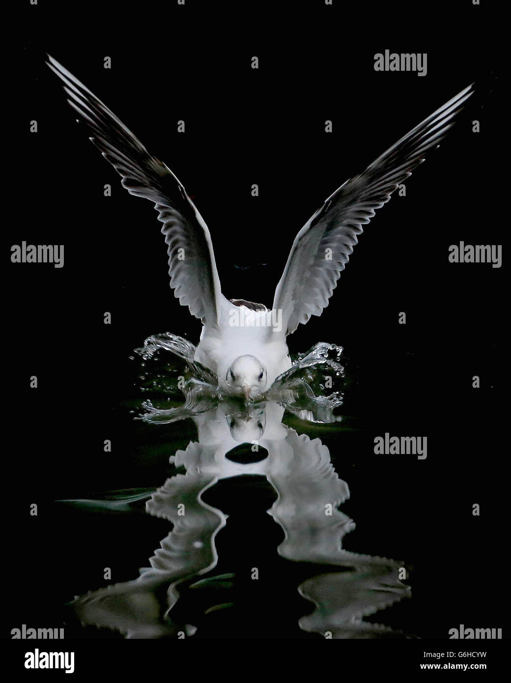 A gull lands in a pond in Phoenix Park, Dublin Stock Photo - Alamy