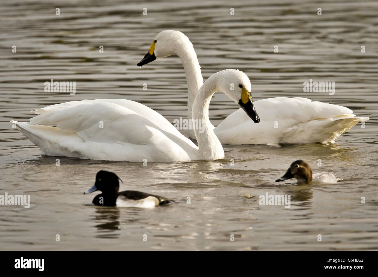 A pair of Bewick's swans feed on the water at Slimbridge Wildfowl and ...