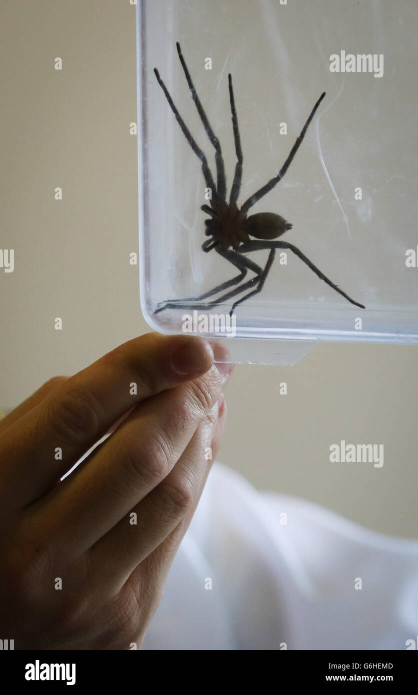 A seven-inch-long huntsman spider, common to Australia, which was ...