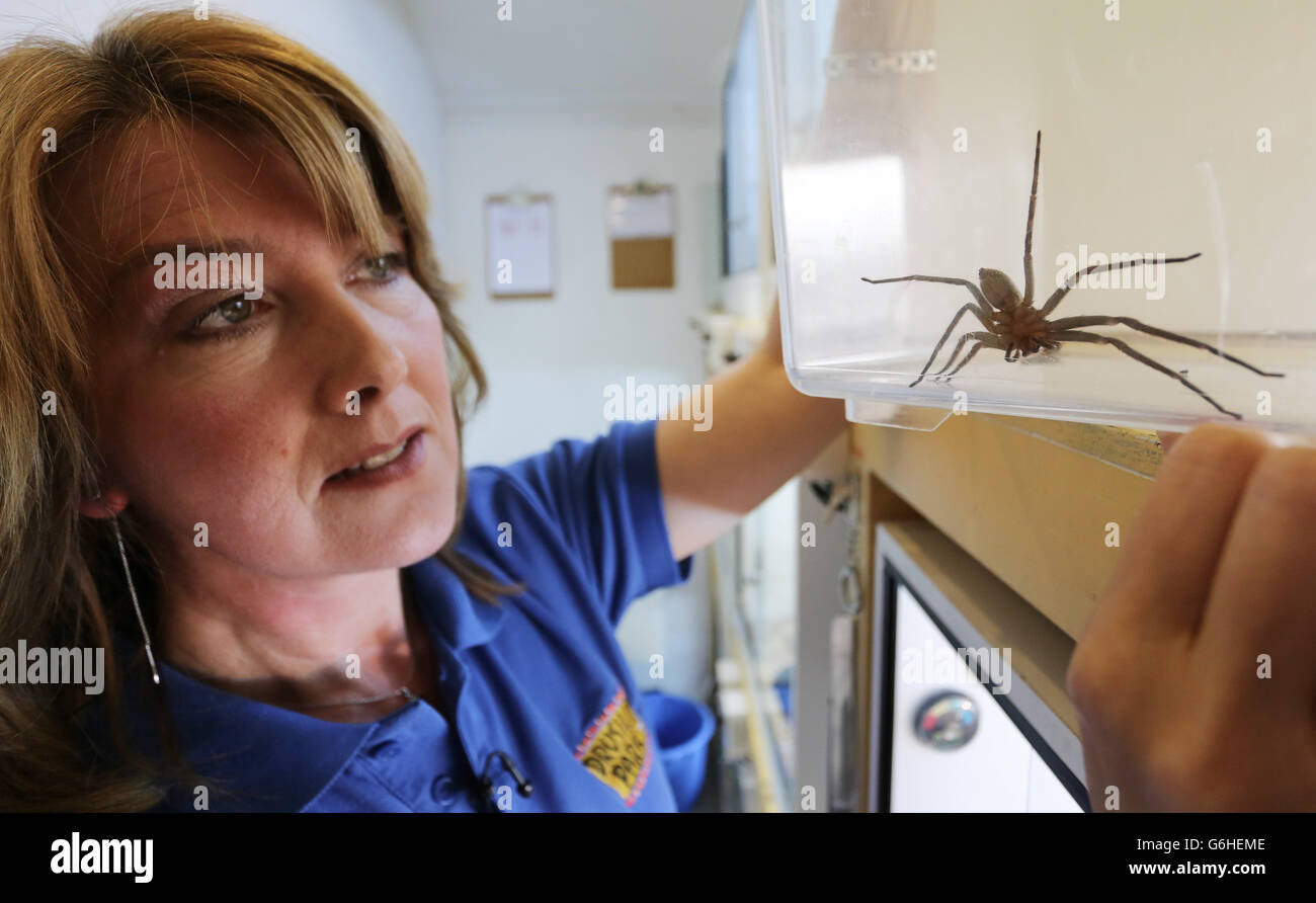 Spider expert angela hale views a seven inch long huntsman spider hi ...