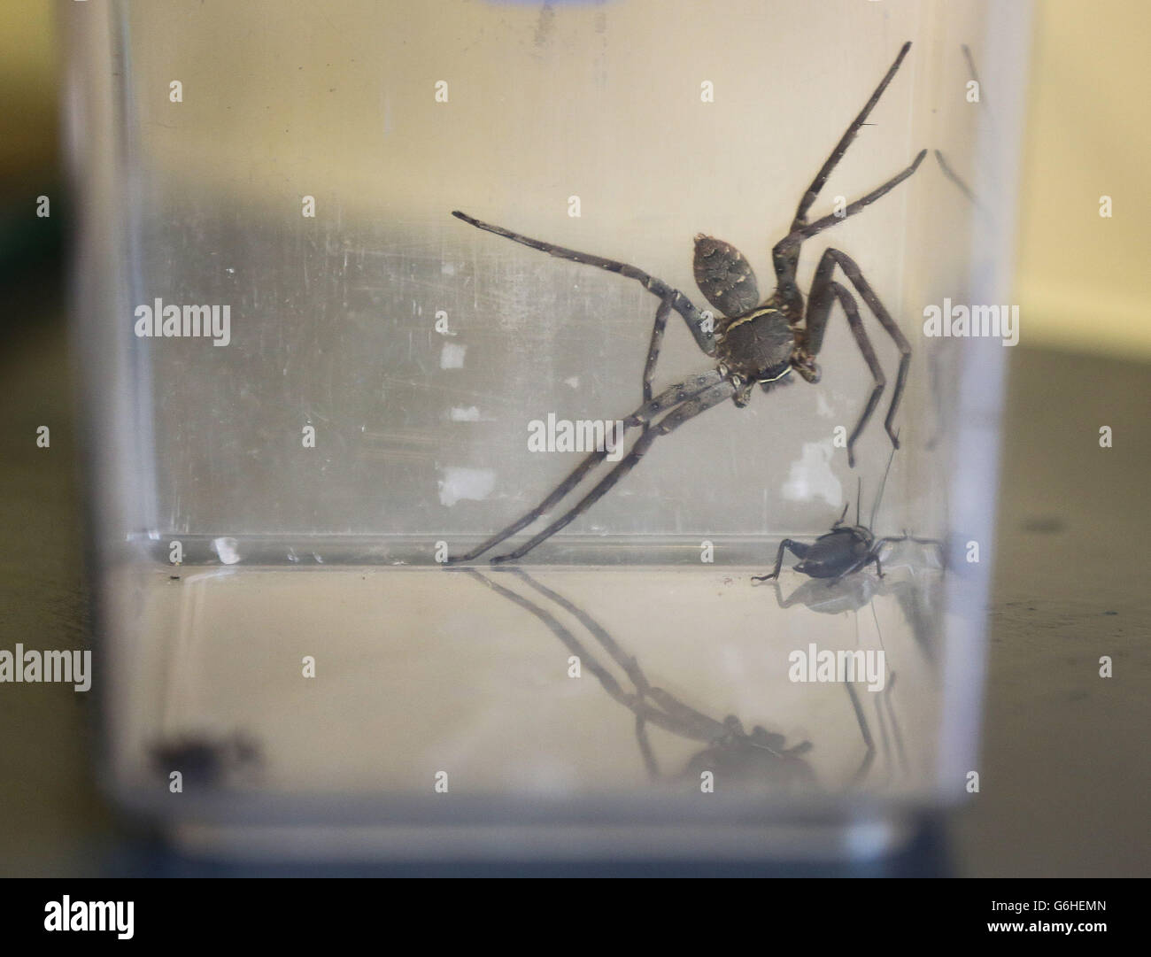 A seven-inch-long huntsman spider, common to Australia, which was ...