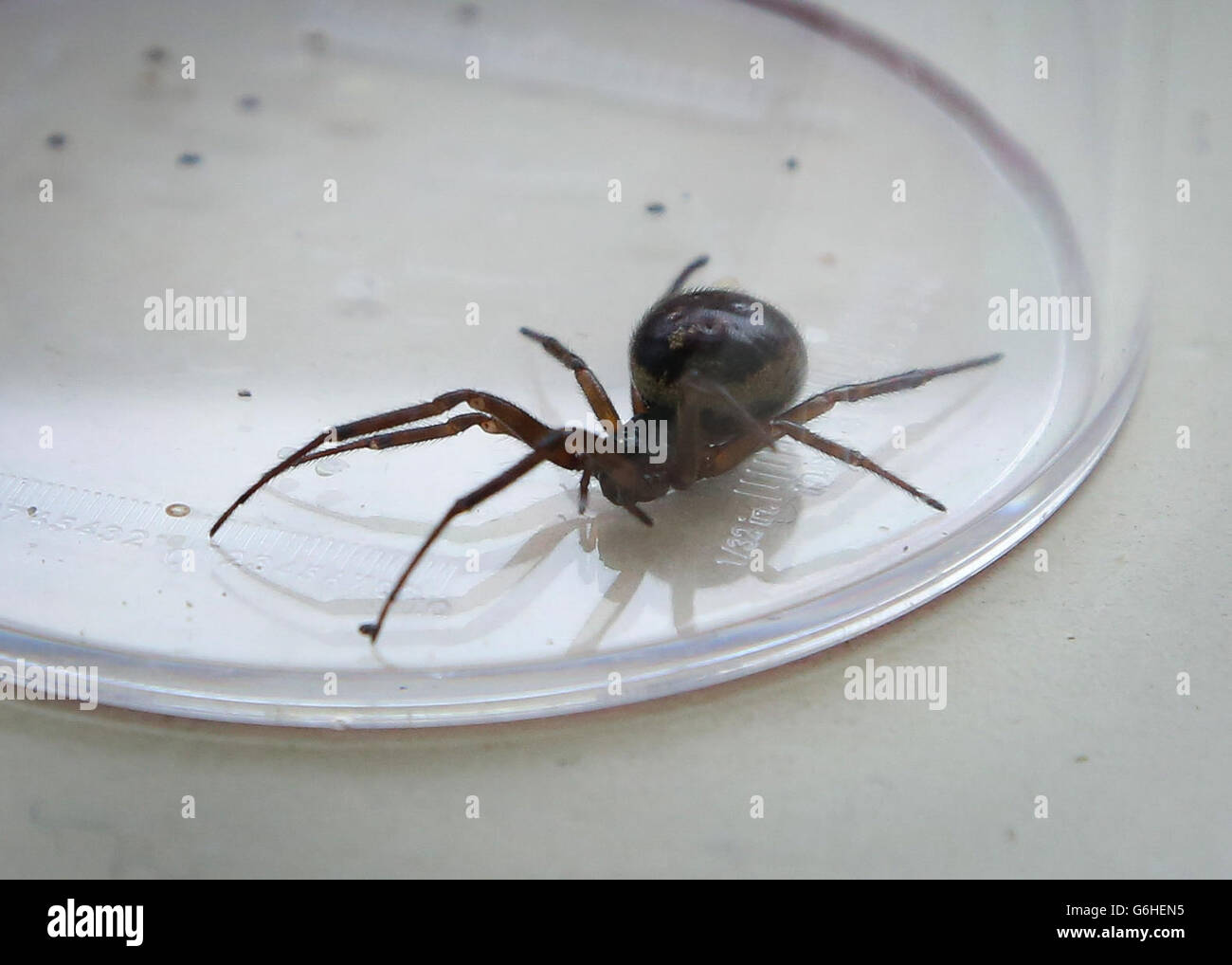 False spider hi-res stock photography and images - Alamy