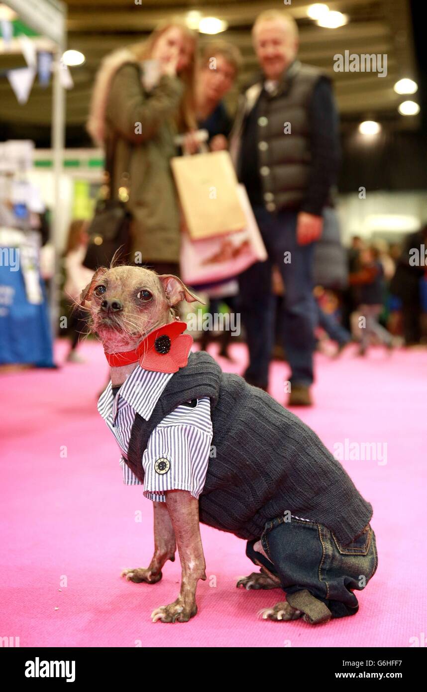 Worlds ugliest dog 2012 hi-res stock photography and images - Alamy