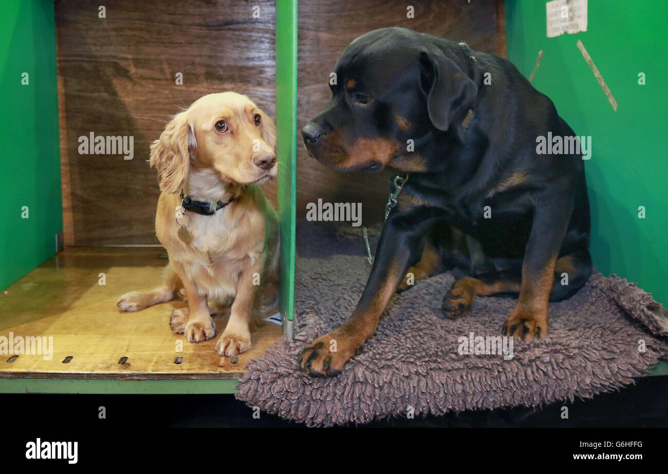 Discover Dogs event Stock Photo - Alamy
