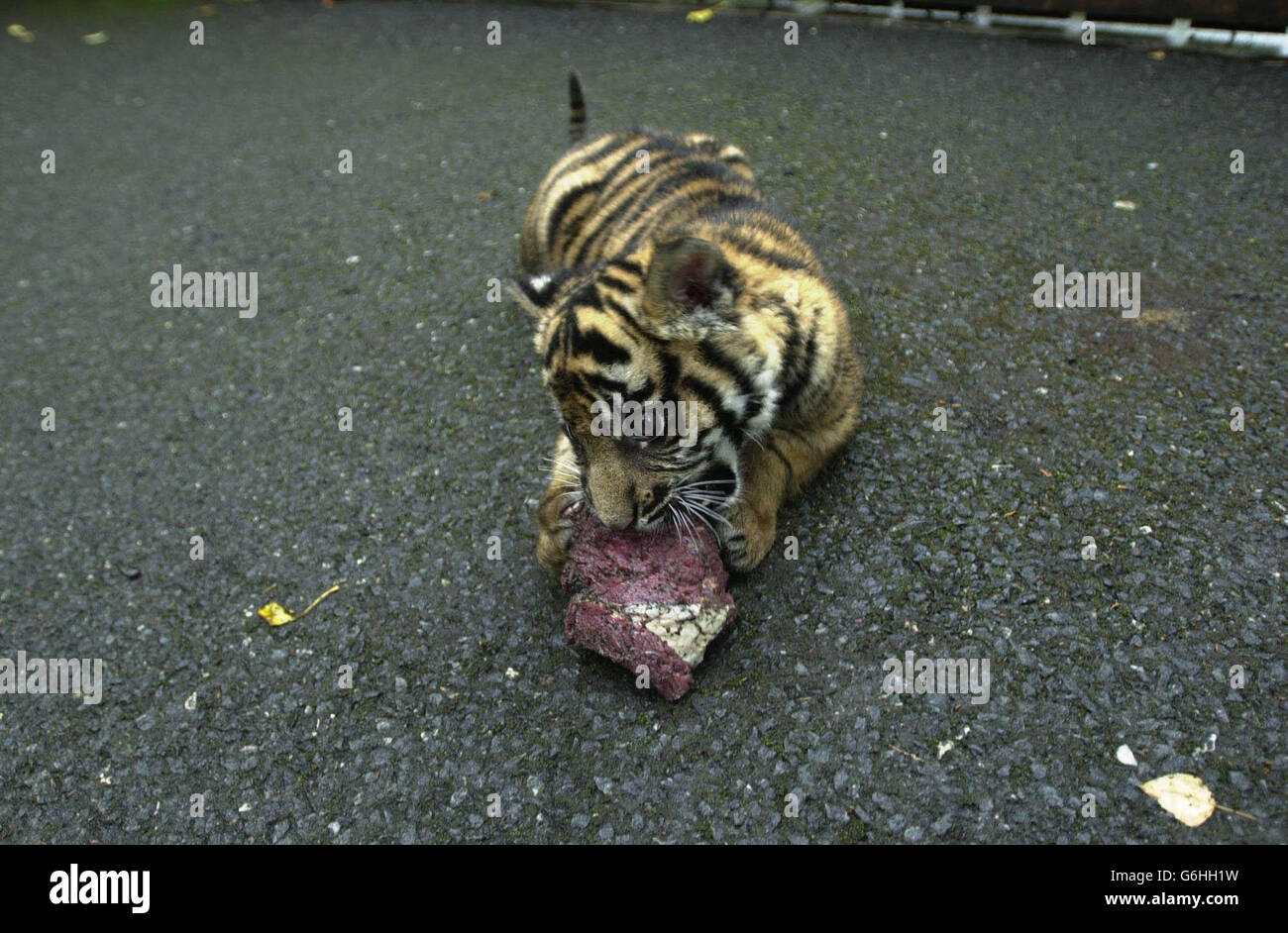 Fourteen week old sumatran tiger cub hi-res stock photography and ...