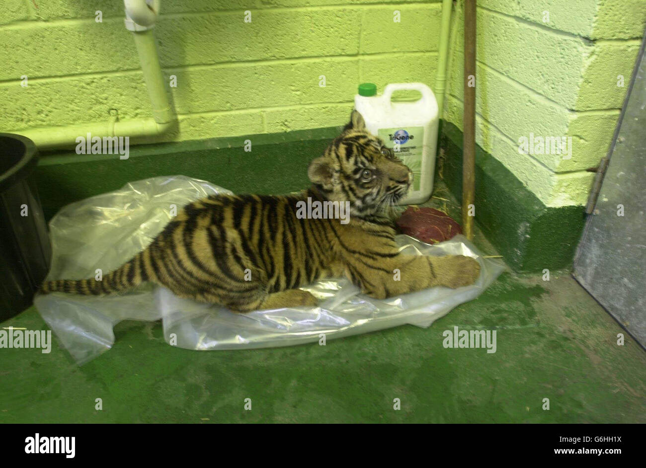 Fourteen week old sumatran tiger cub hi-res stock photography and ...