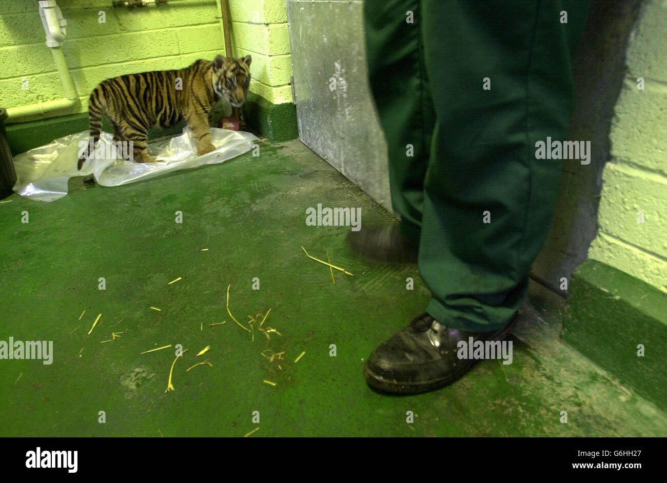 Ratna sumatran tiger cub hi-res stock photography and images - Alamy