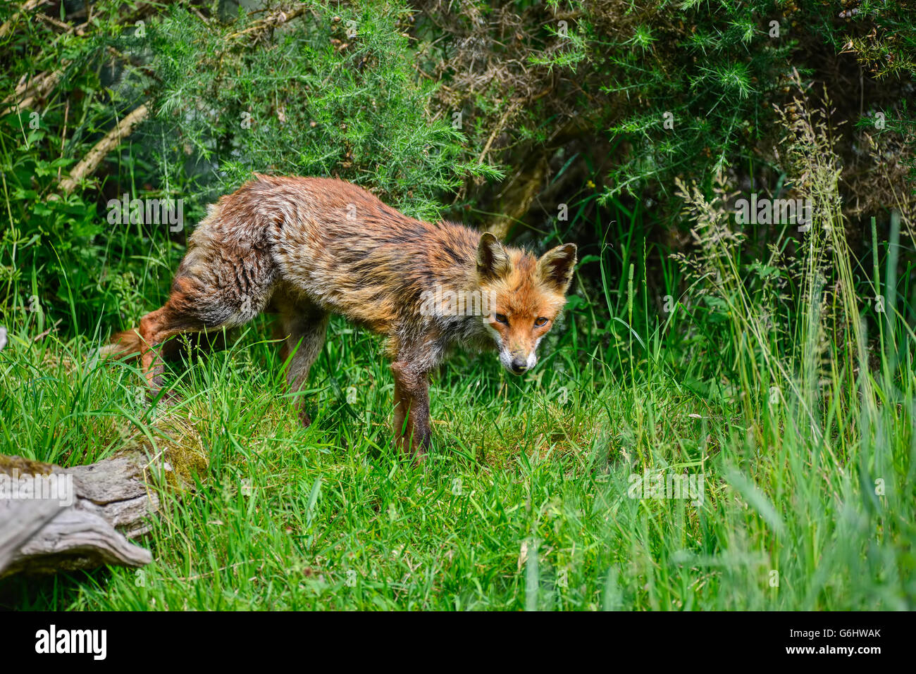 Beautiful old female vixen fox in long Summer grass Stock Photo - Alamy