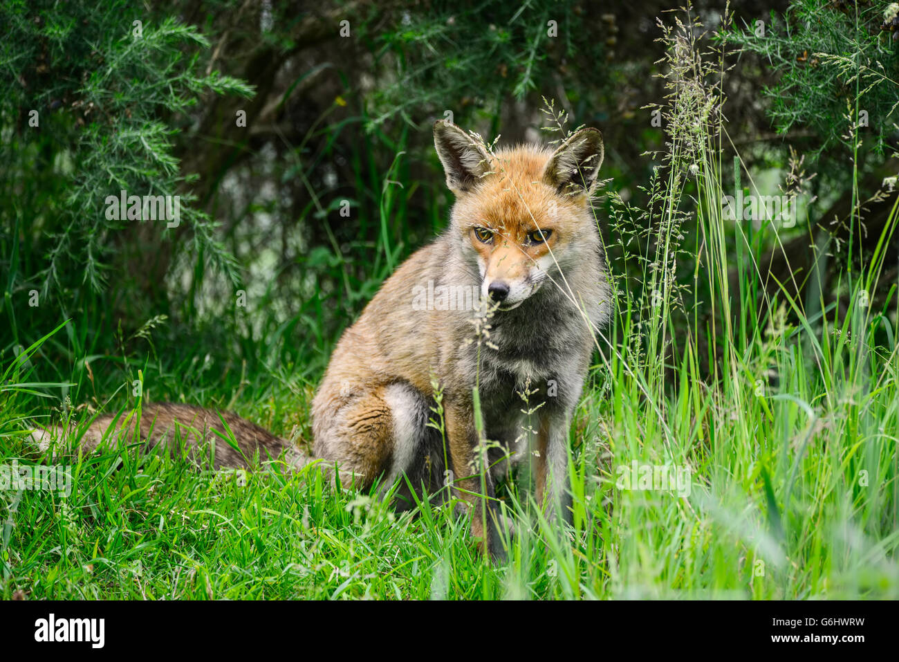 Beautiful male fox in long lush green grass of Summer field Stock Photo ...