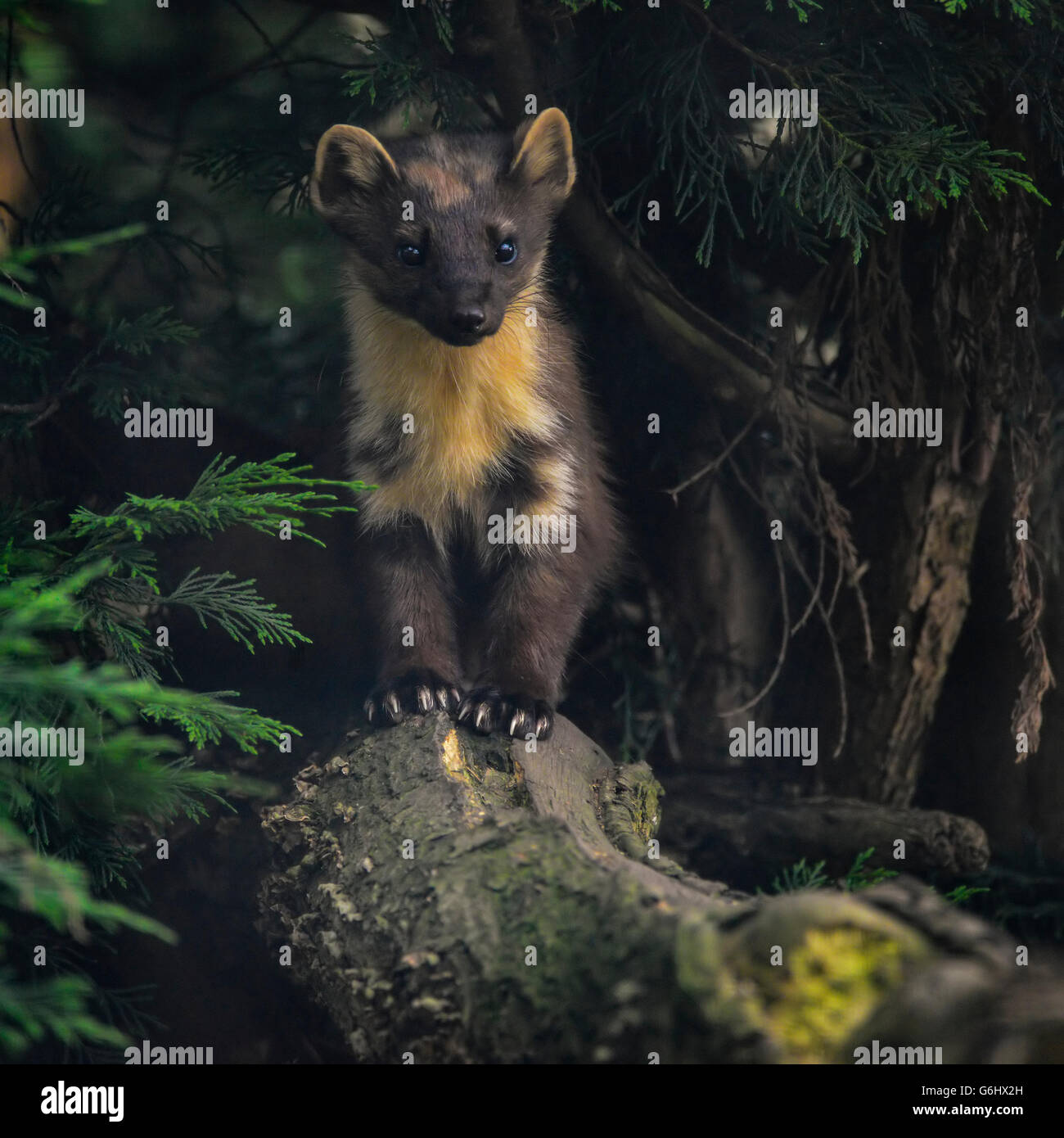 Martin beautiful hi-res stock photography and images - Alamy
