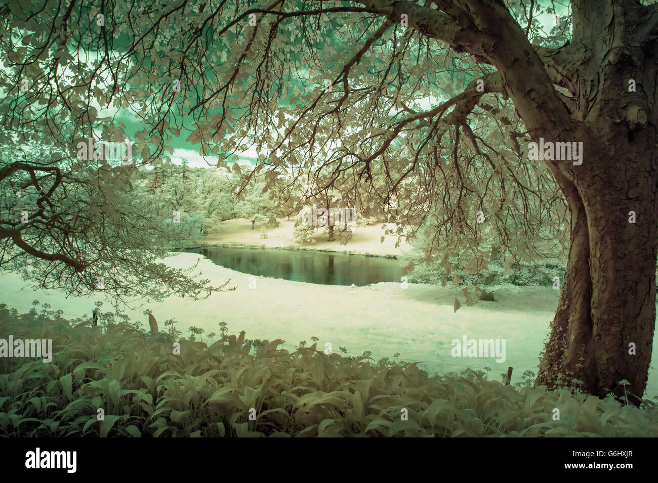 Stunning infra red alternative color landscape image of trees over ...