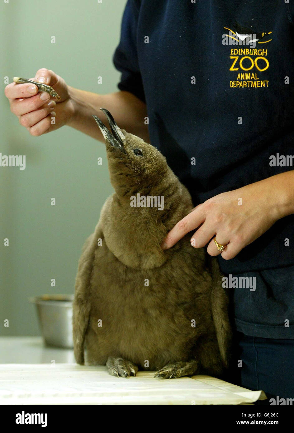 King Penguin Edinburgh Zoo Stock Photo - Alamy