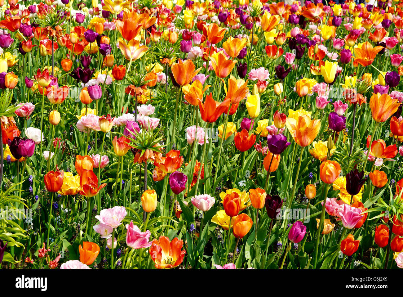 Spring field colorful multi colored hi-res stock photography and images ...