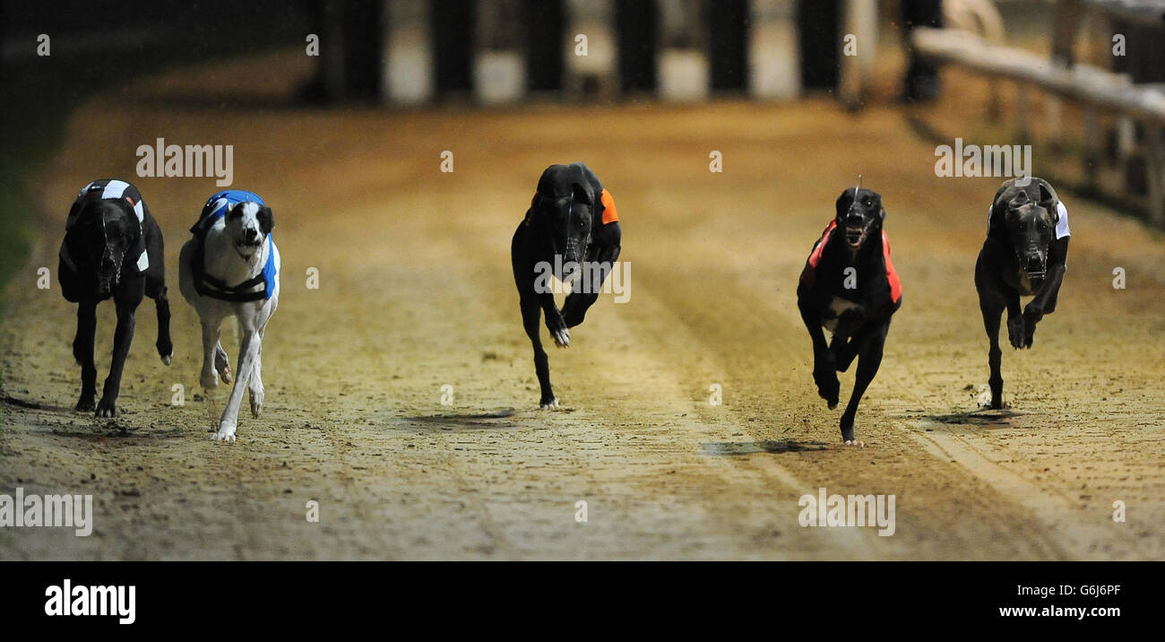 Greyhound Racing - William Hill St Leger meeting - Wimbledon Stadium ...