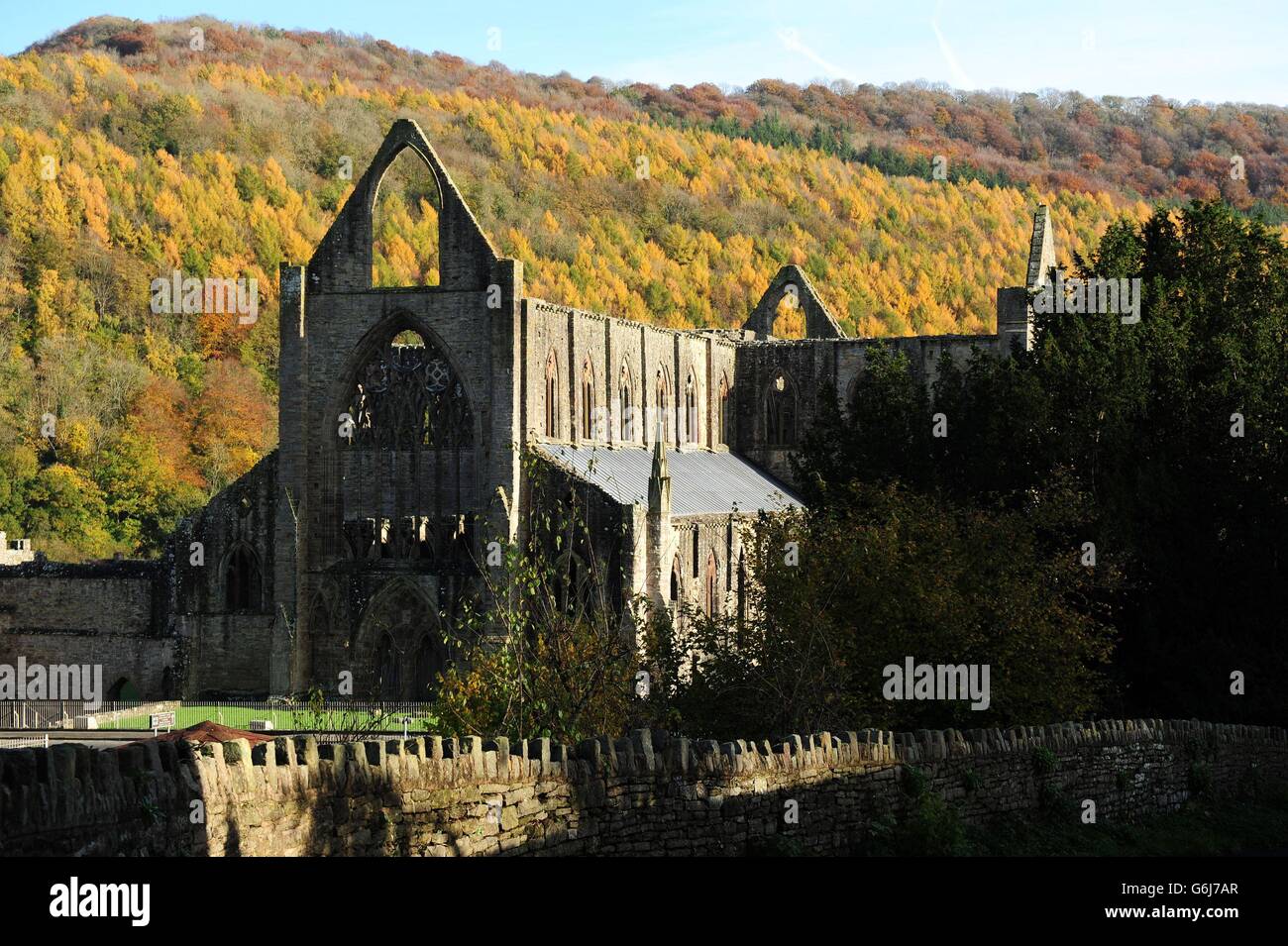 The trees surrounding Tintern Abbey in the Wye Valley showing their ...