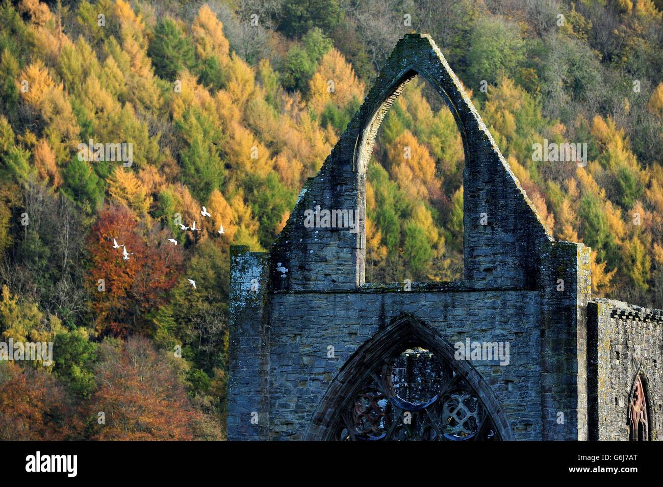 Tintern autumn trees hi-res stock photography and images - Alamy