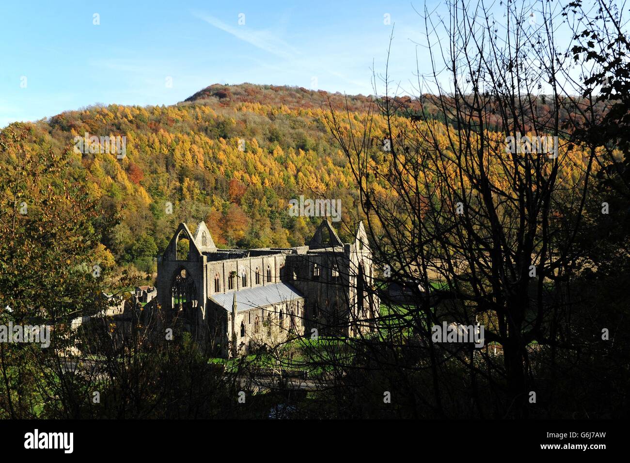 The trees surrounding Tintern Abbey in the Wye Valley showing their ...