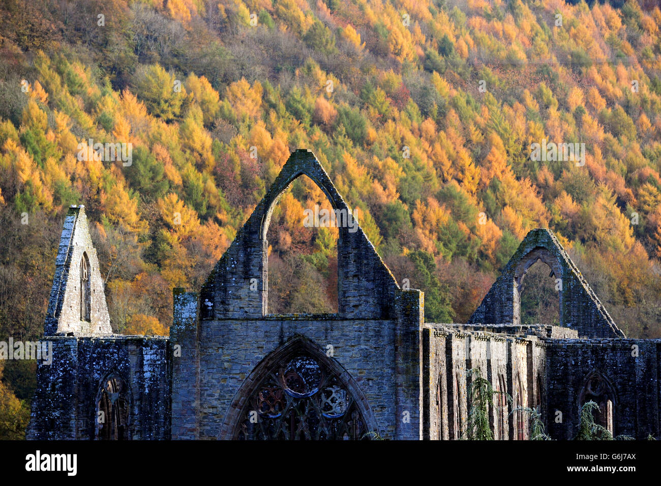 The trees surrounding Tintern Abbey in the Wye Valley showing their ...
