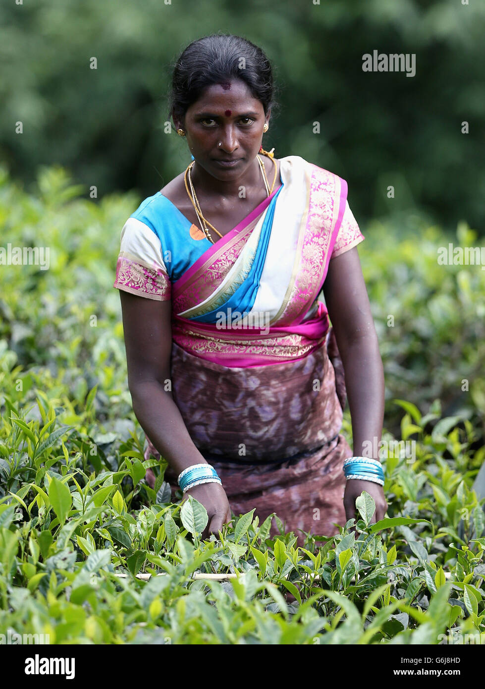 A teapicker works at Mackwoods Labookellie Tea Estate, Sri Lanka, on ...