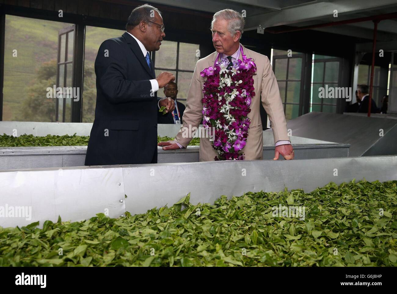 The Prince of Wales looks at tea being dried as he visits the Mackwoods ...