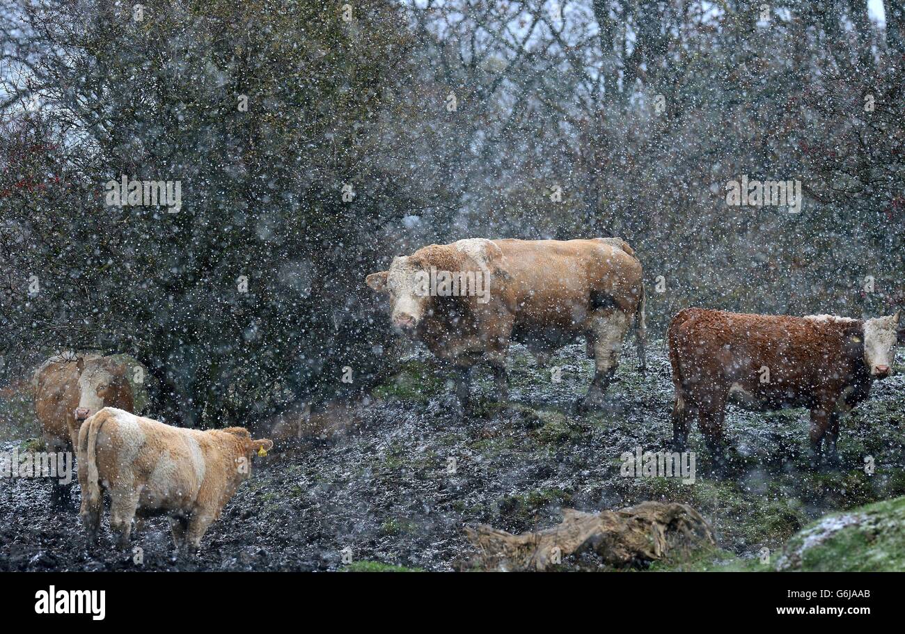 Cattle brave blizzard sweeping through seaton sluice hi-res stock ...