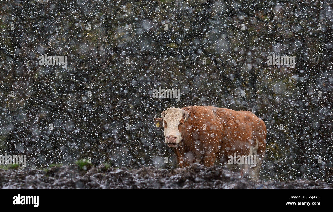Cattle brave a blizzard sweeping through Seaton Sluice, North Tyneside ...