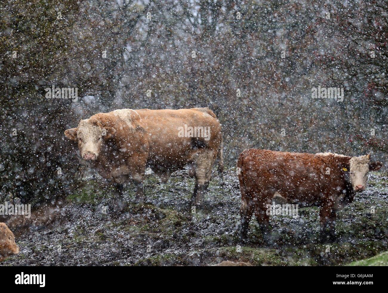 Cattle brave blizzard sweeping through seaton sluice hi-res stock ...