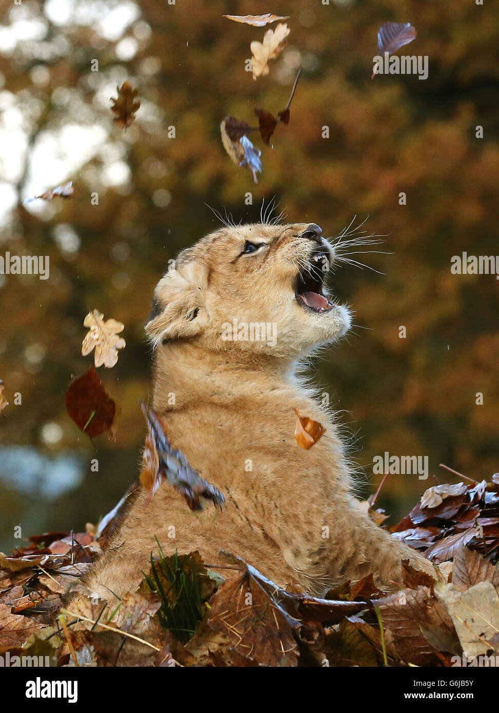 Lion cub plays in autumn leaves Stock Photo - Alamy