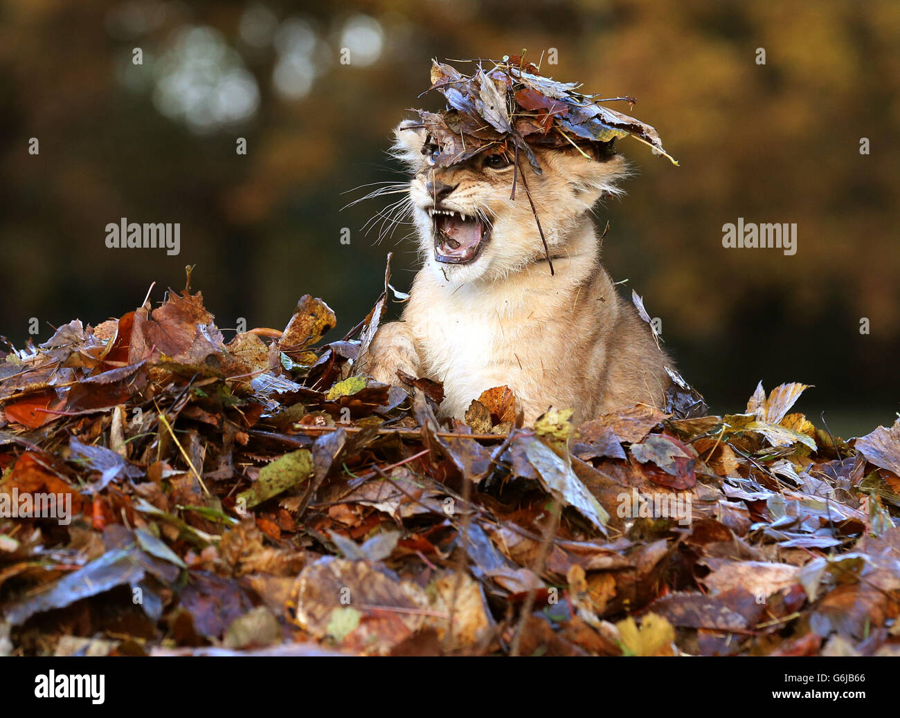 Britaincollectioncuratedautumn hi-res stock photography and images - Alamy