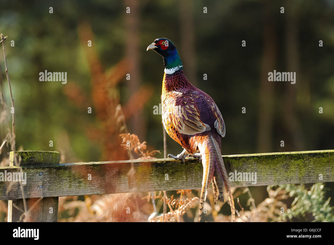 A pheasant sits on a fence near Ripon in North Yorkshire Stock Photo ...