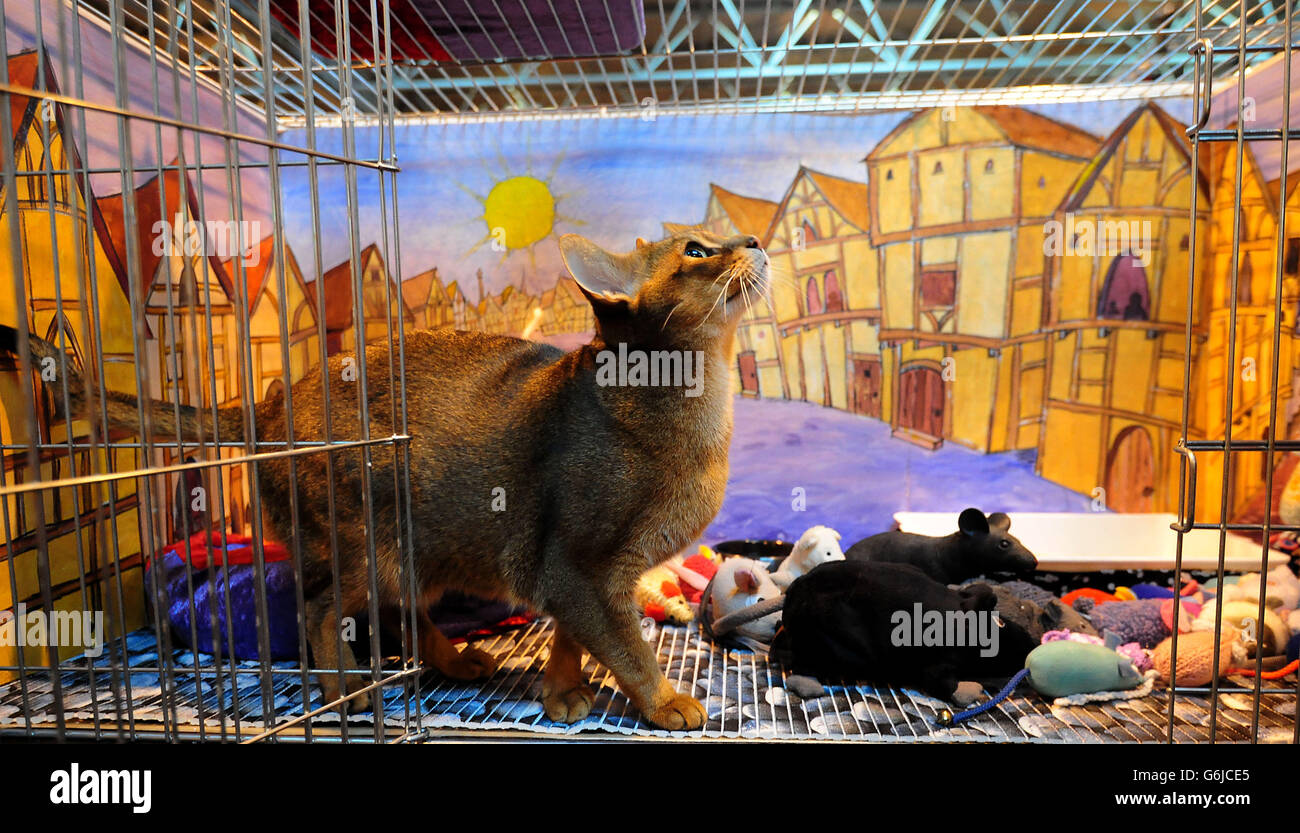 The supreme cats show hi-res stock photography and images - Alamy