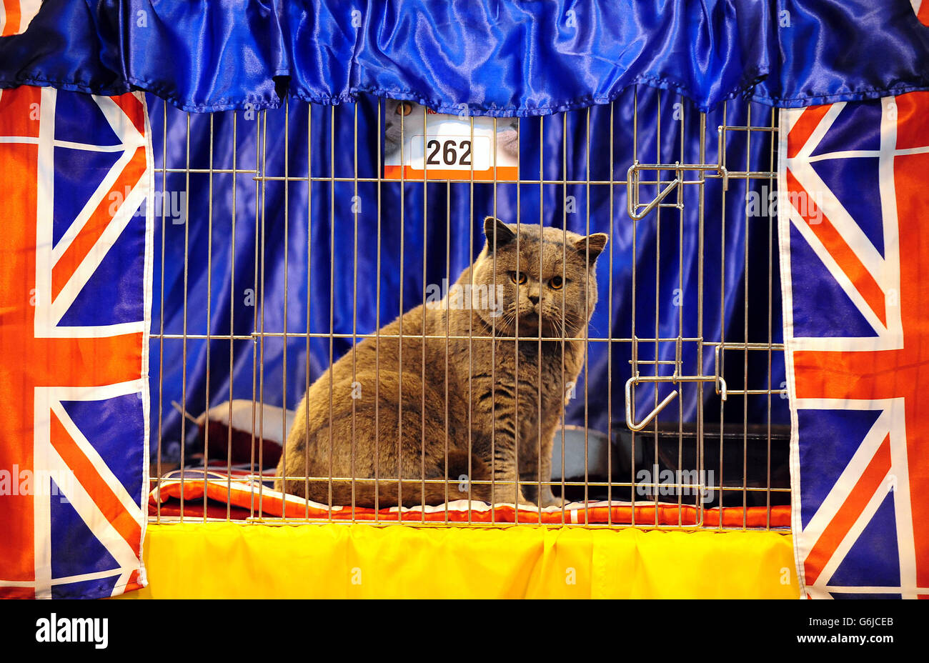 The Supreme Cat Show Stock Photo - Alamy