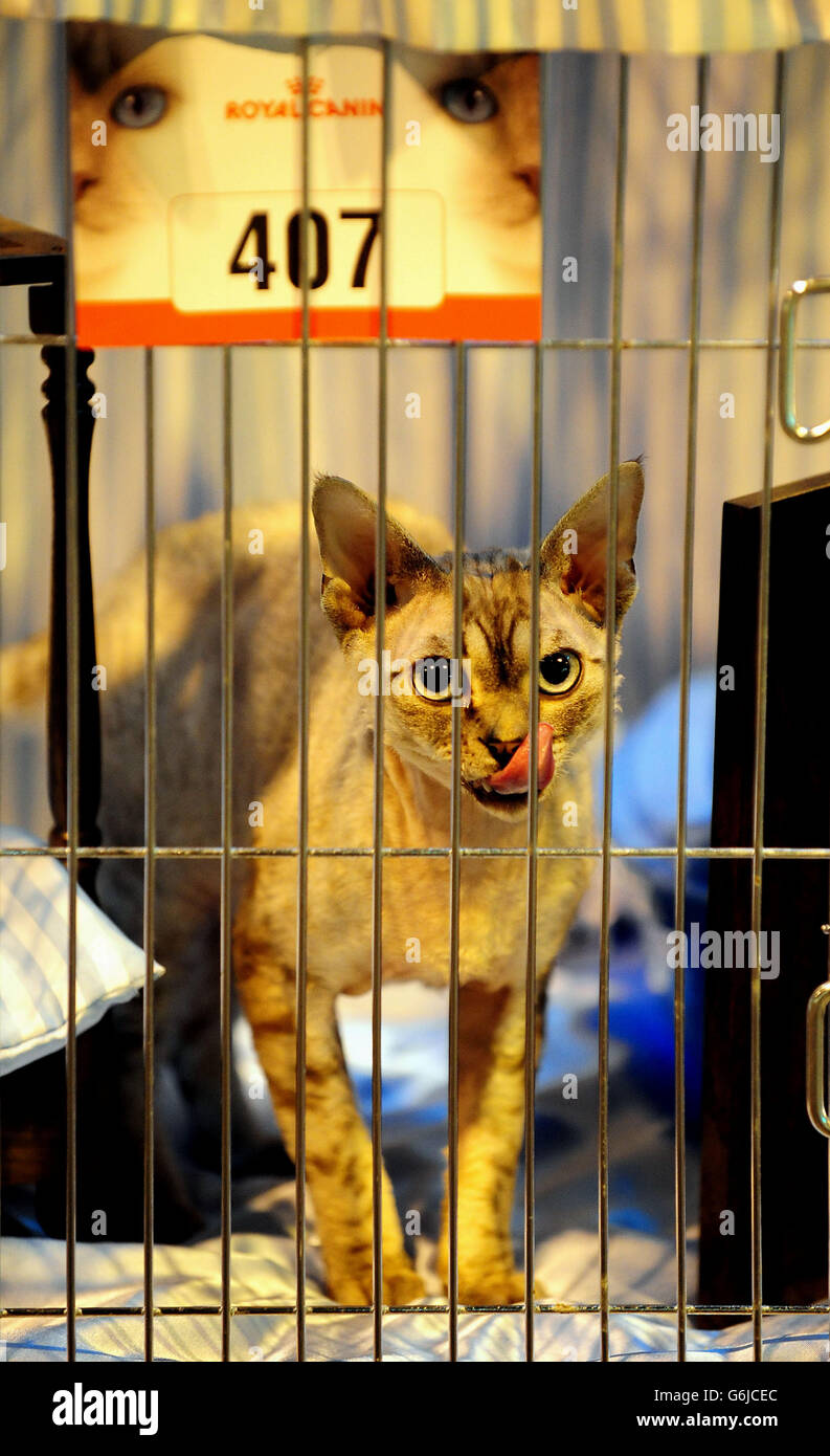 The Supreme Cat Show Stock Photo - Alamy