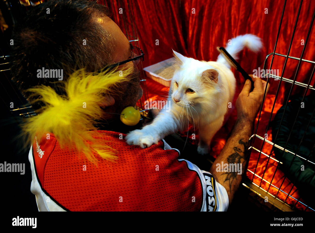 Darren Handy with Sunny Blue, a Norwegian Forest Cat, before judging at ...