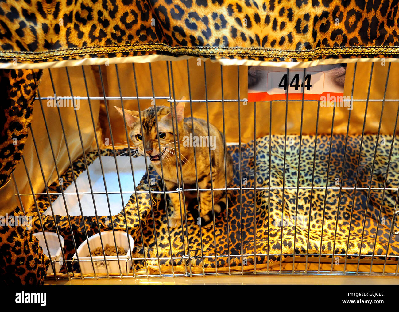 The Supreme Cat Show. Florentina, a Bengal cat, before judging at The ...
