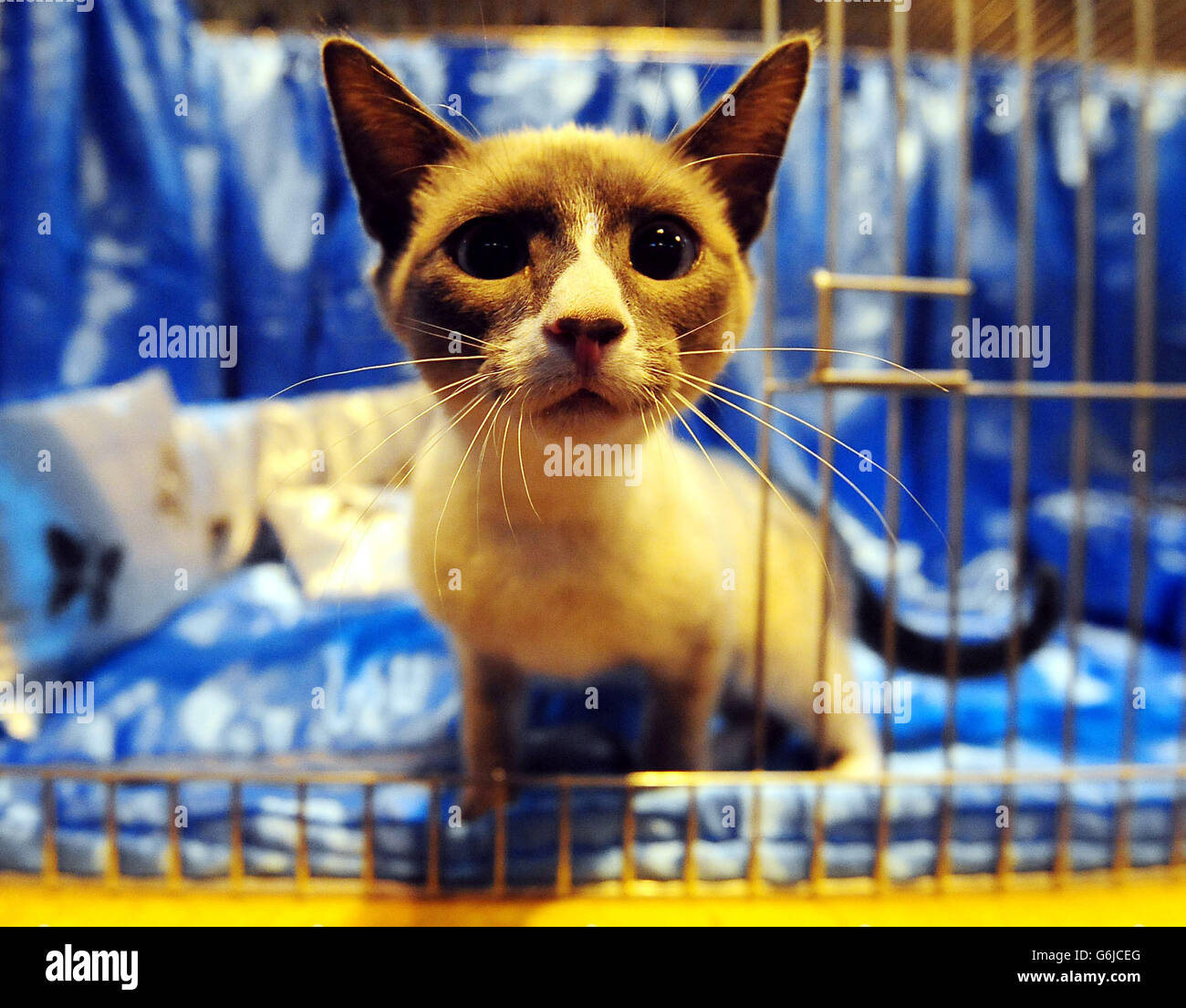 The Supreme Cat Show. George, a Snowshoe, awaits judging at The Supreme ...