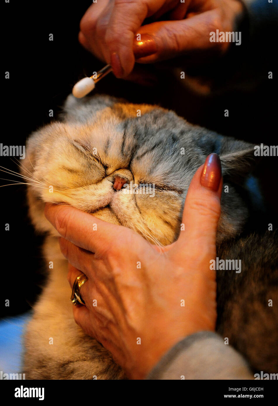 The Supreme Cat Show Stock Photo - Alamy