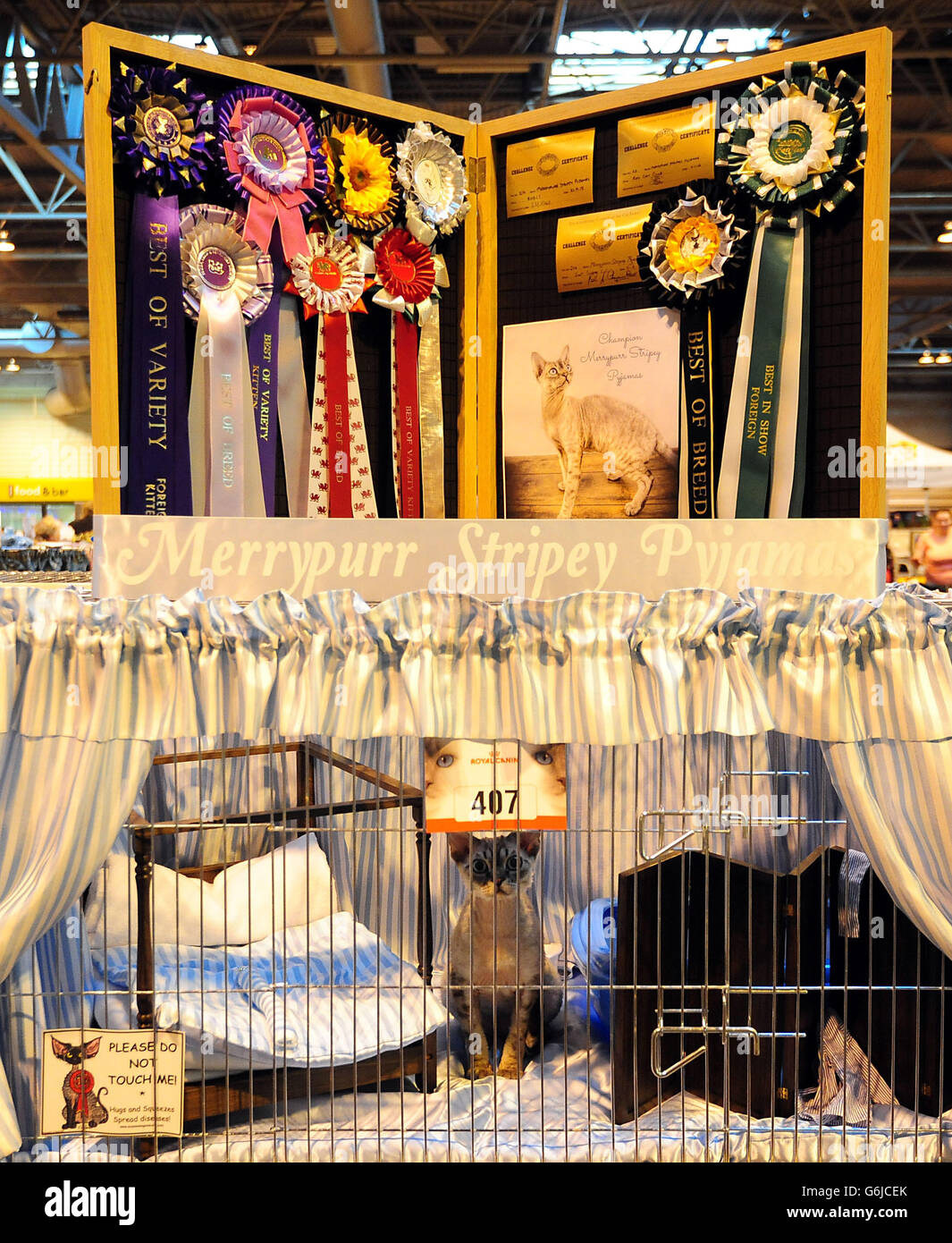 A Devon Rex cat before judging at The Supreme Cat Show, NEC, Birmingham ...