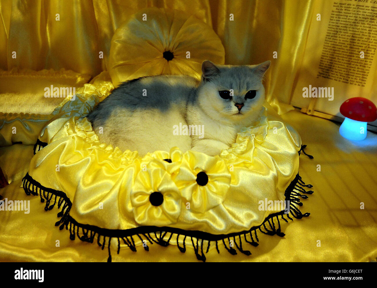 The Supreme Cat Show Stock Photo - Alamy